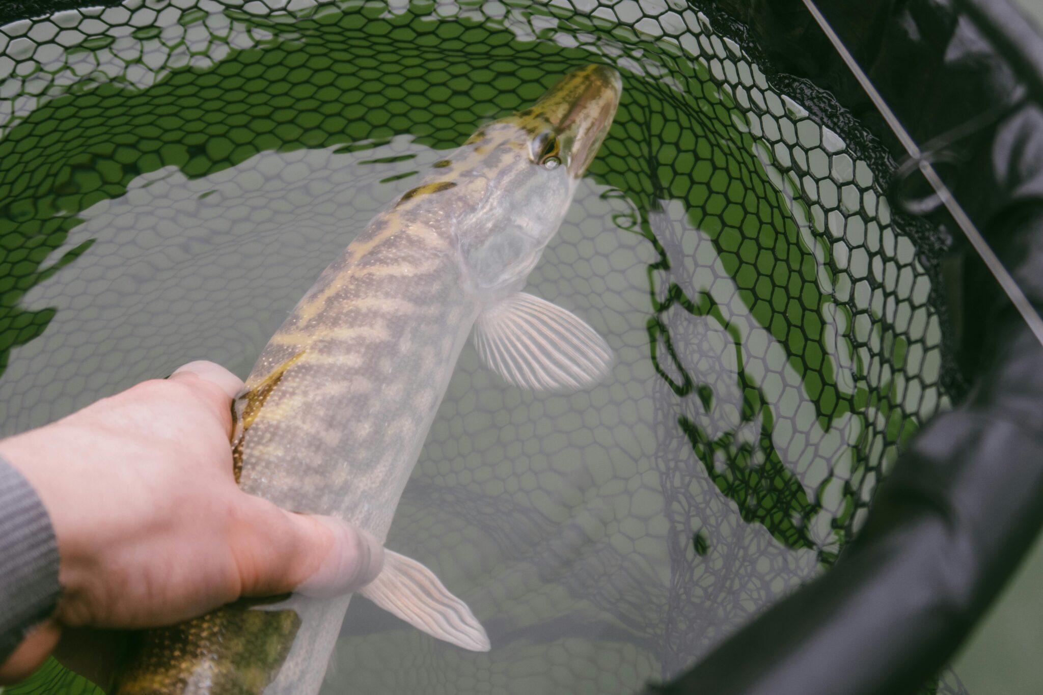 Kaip pagauti Lydeką – masalai, vietos ir žvejybos būdai
